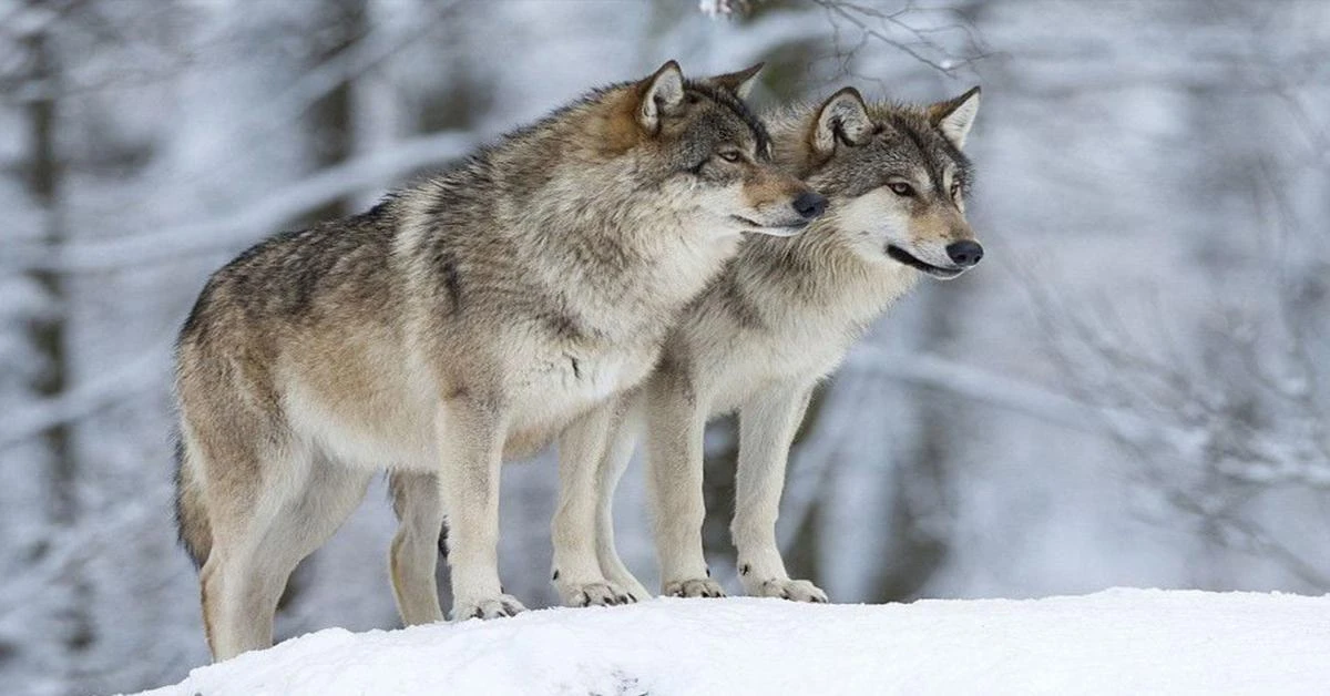 Chernobyl Wolves offer clues in cancer research - Türkiye Today