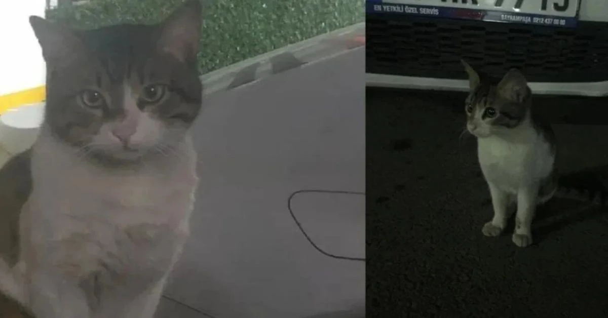 Court sentences cat killer to 30 months in prison - Türkiye Today