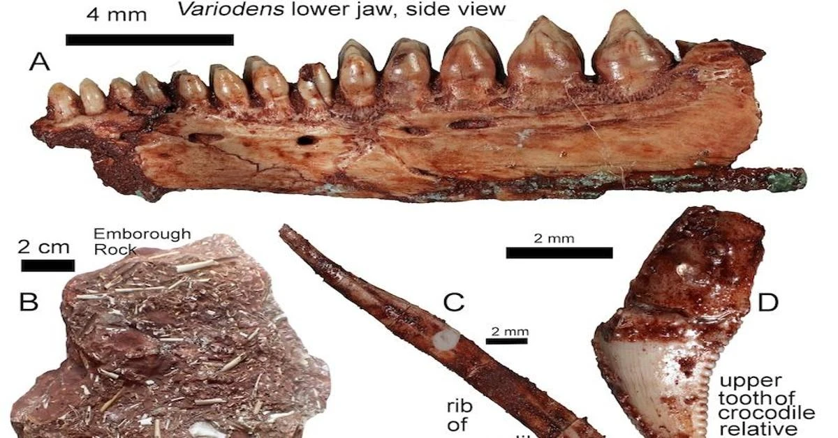Fossil of 200 million-year-old flying reptile unearthed in UK - Türkiye ...