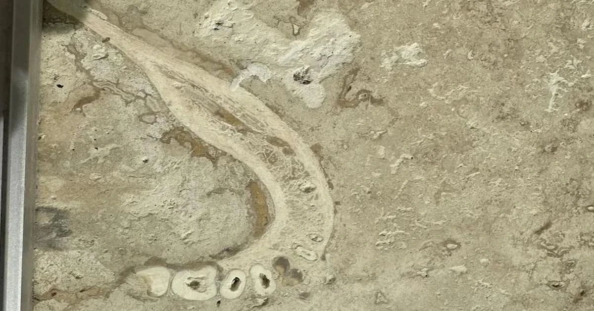Human jaw bone fossilized in Turkish travertine ends up in flooring of ...
