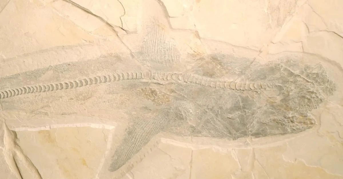 New fossil discovery in Mexico reveals details about ancient shark ...