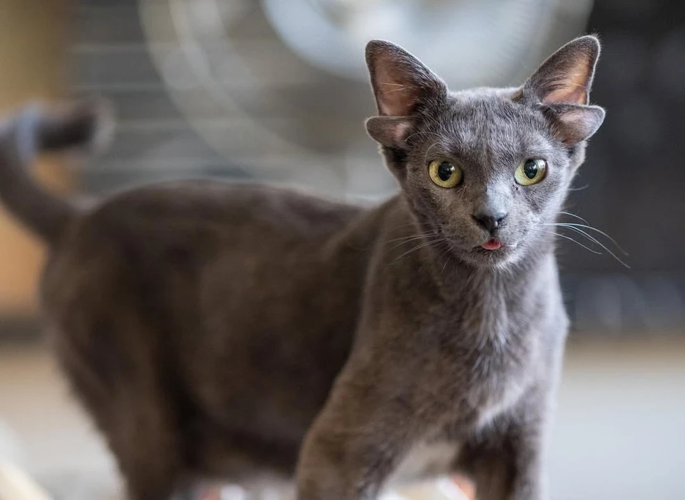 4-eared cat Midas becomes Türkiye's social media sensation - Türkiye Today