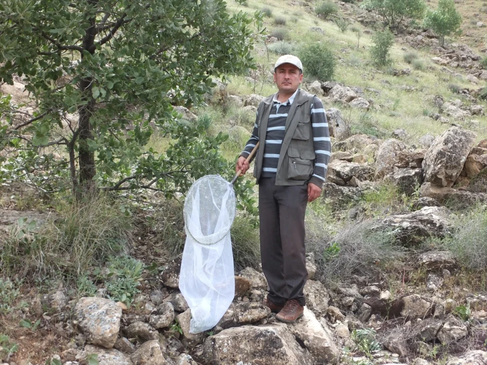 Turkish professor discovers new bug species, names it after wife ...