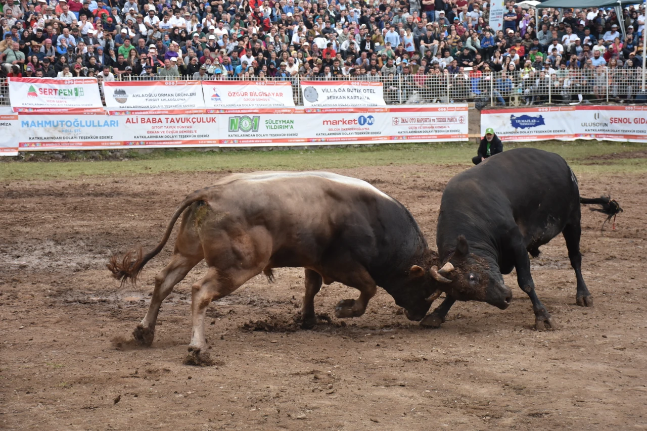 108 bulls compete in 200-year-old bullfighting competition in Türkiye's ...