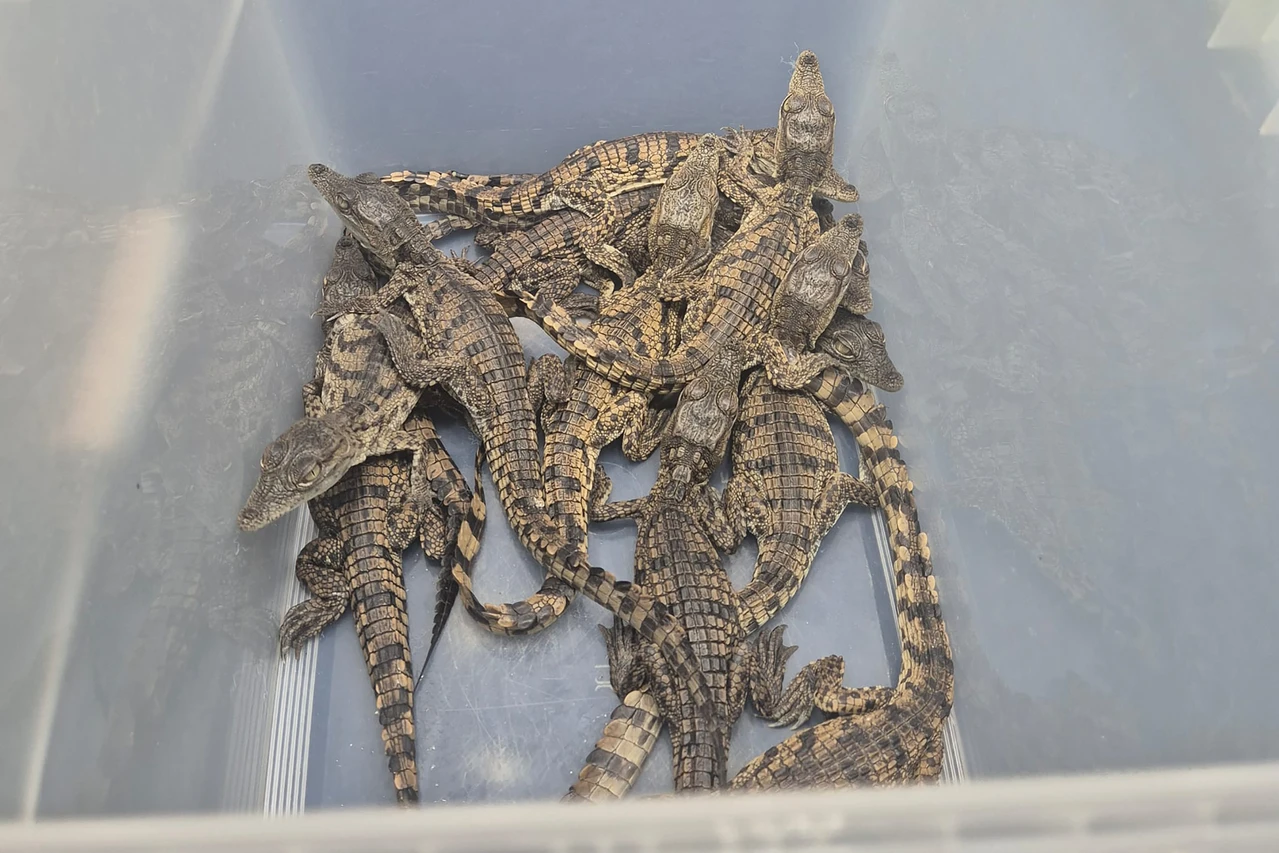 Wildlife bust in Türkiye: Customs officials seize 12 Nile crocodiles, 5 ...