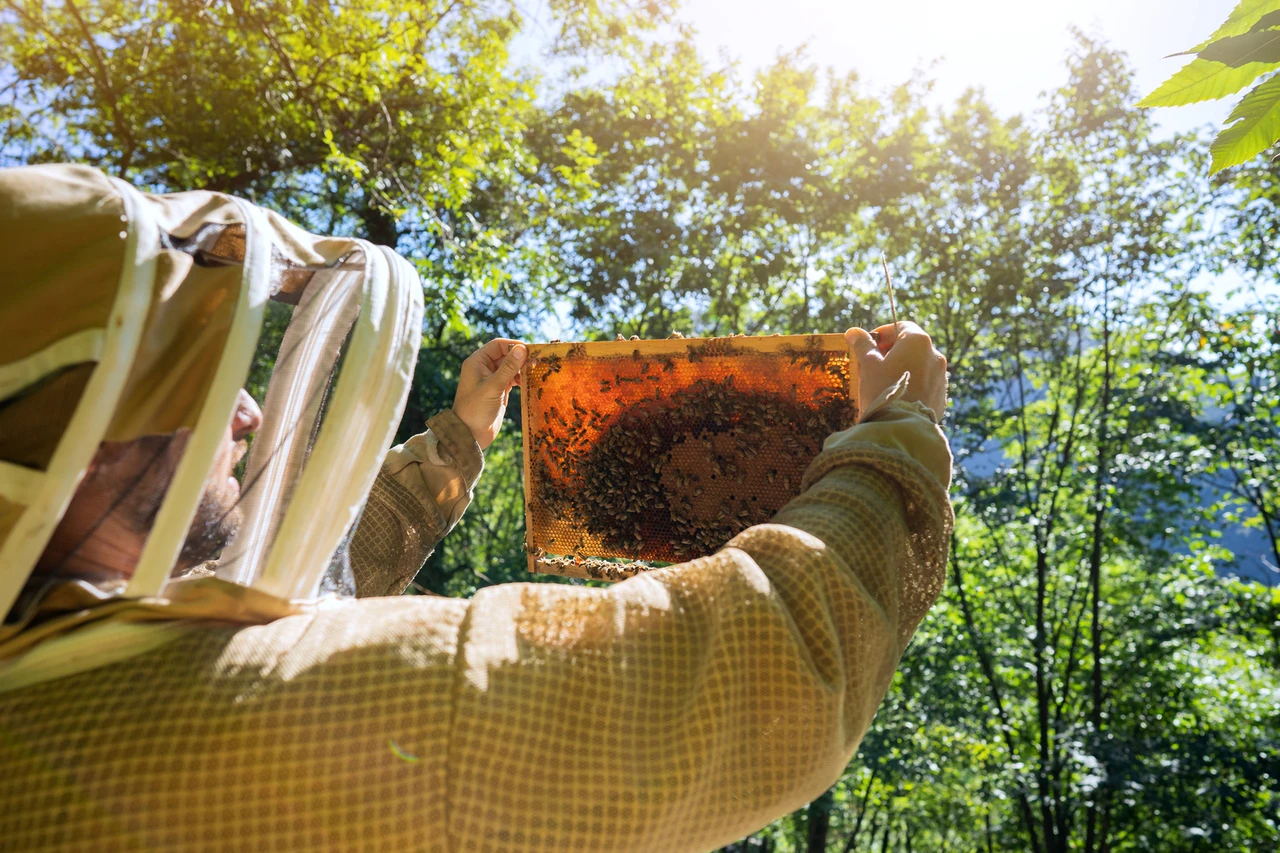 Popular Turkish brands found selling fake honey: Here's how to spot and ...