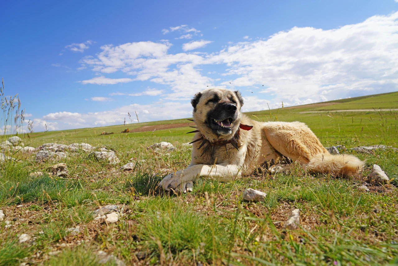 Fascinating facts about Türkiye’s native Kangal dog - Türkiye Today