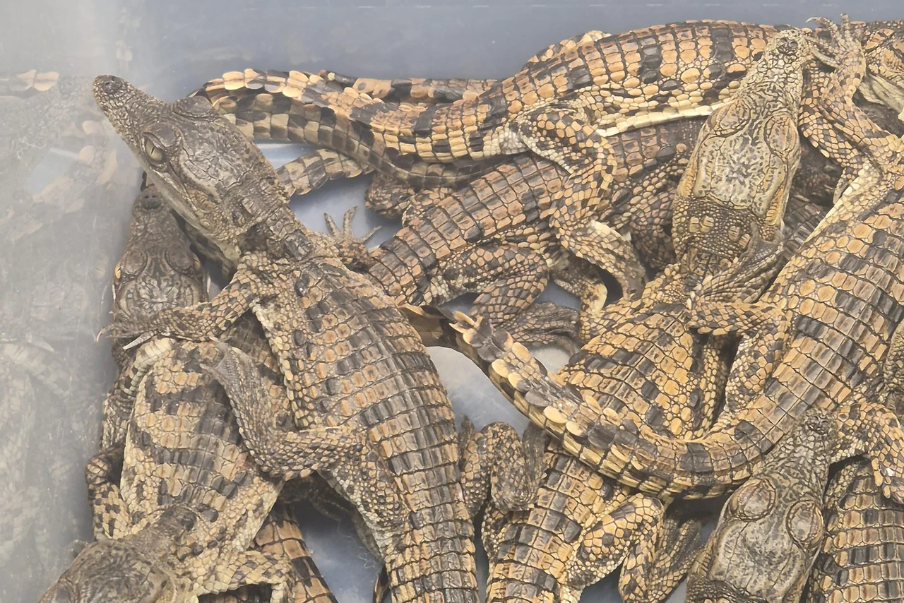 Wildlife bust in Türkiye: Customs officials seize 12 Nile crocodiles, 5 ...