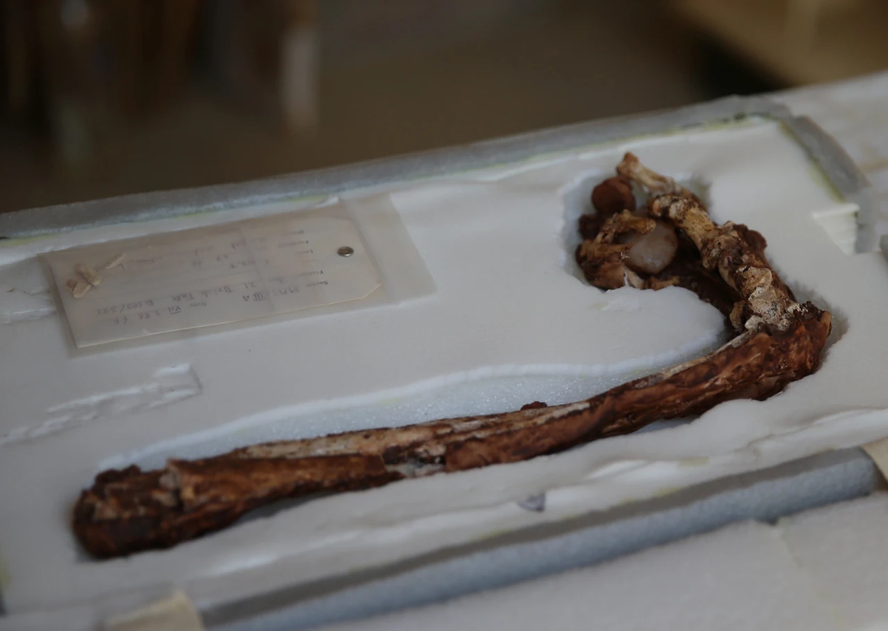 Thymbra Battle relics unearthed in Türkiye, reveal Persian occupation ...