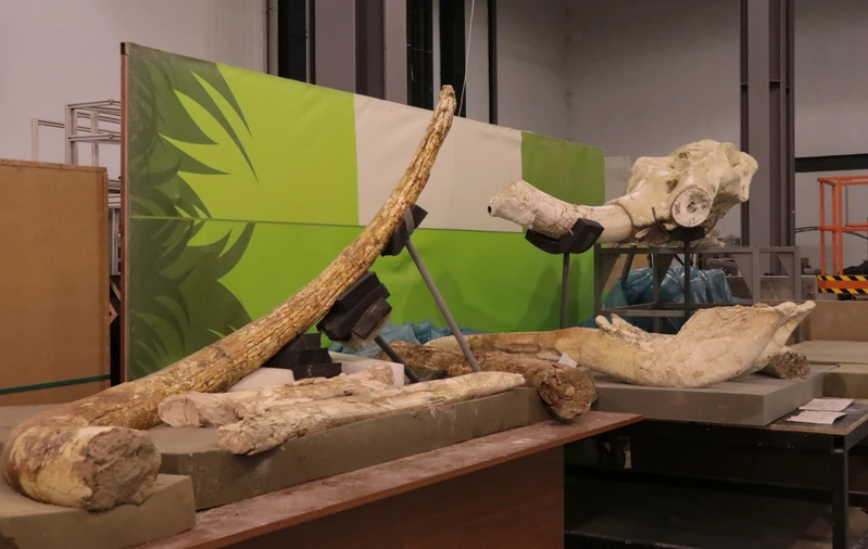 Over 100 fossils discovered at Türkiye's Yamula Dam excavations ...