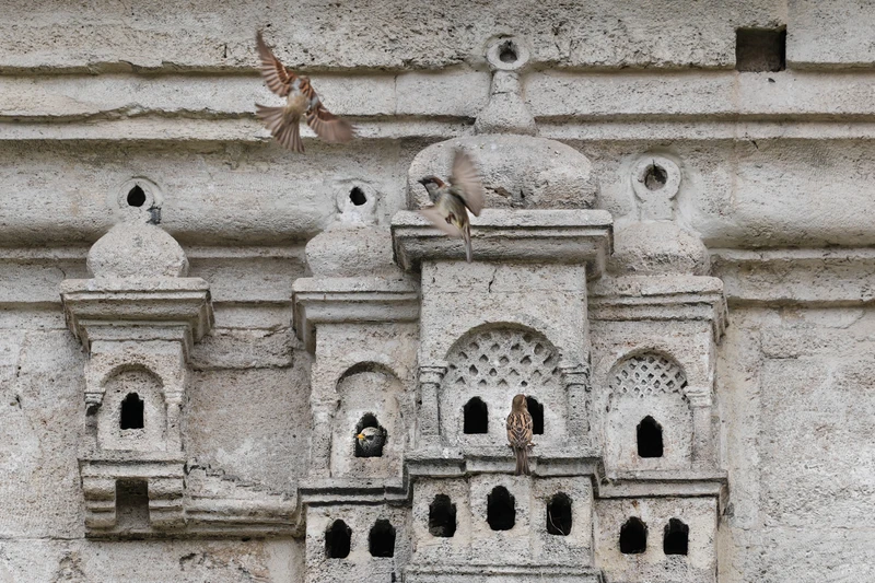 Ottoman bird palaces: Combining compassion for animals and elegant ...