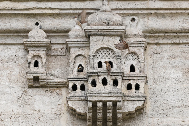 Did you know Ottoman Empire issued world's first animal rights ...