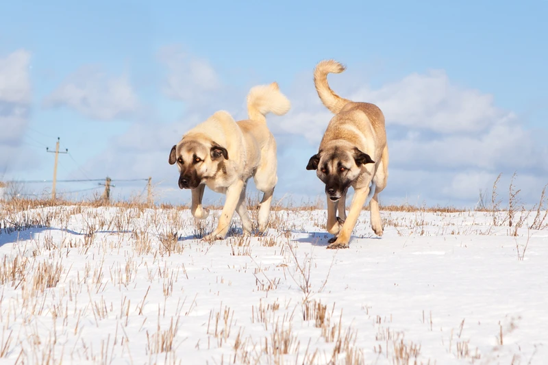 Fascinating facts about Türkiye’s native Kangal dog - Türkiye Today