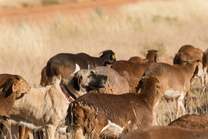 Fascinating facts about Türkiye’s native Kangal dog - Türkiye Today